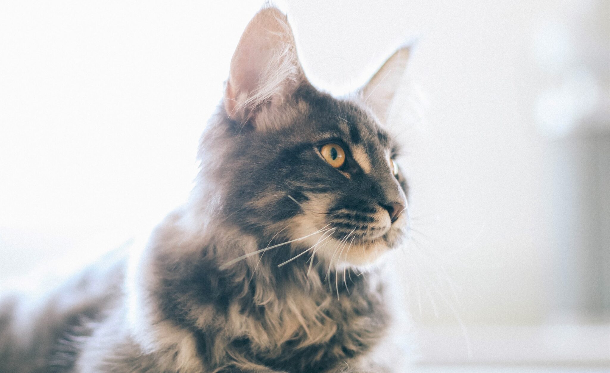 Tips for Keeping Your Cat Safe This Summer - Whispered Inspirations
