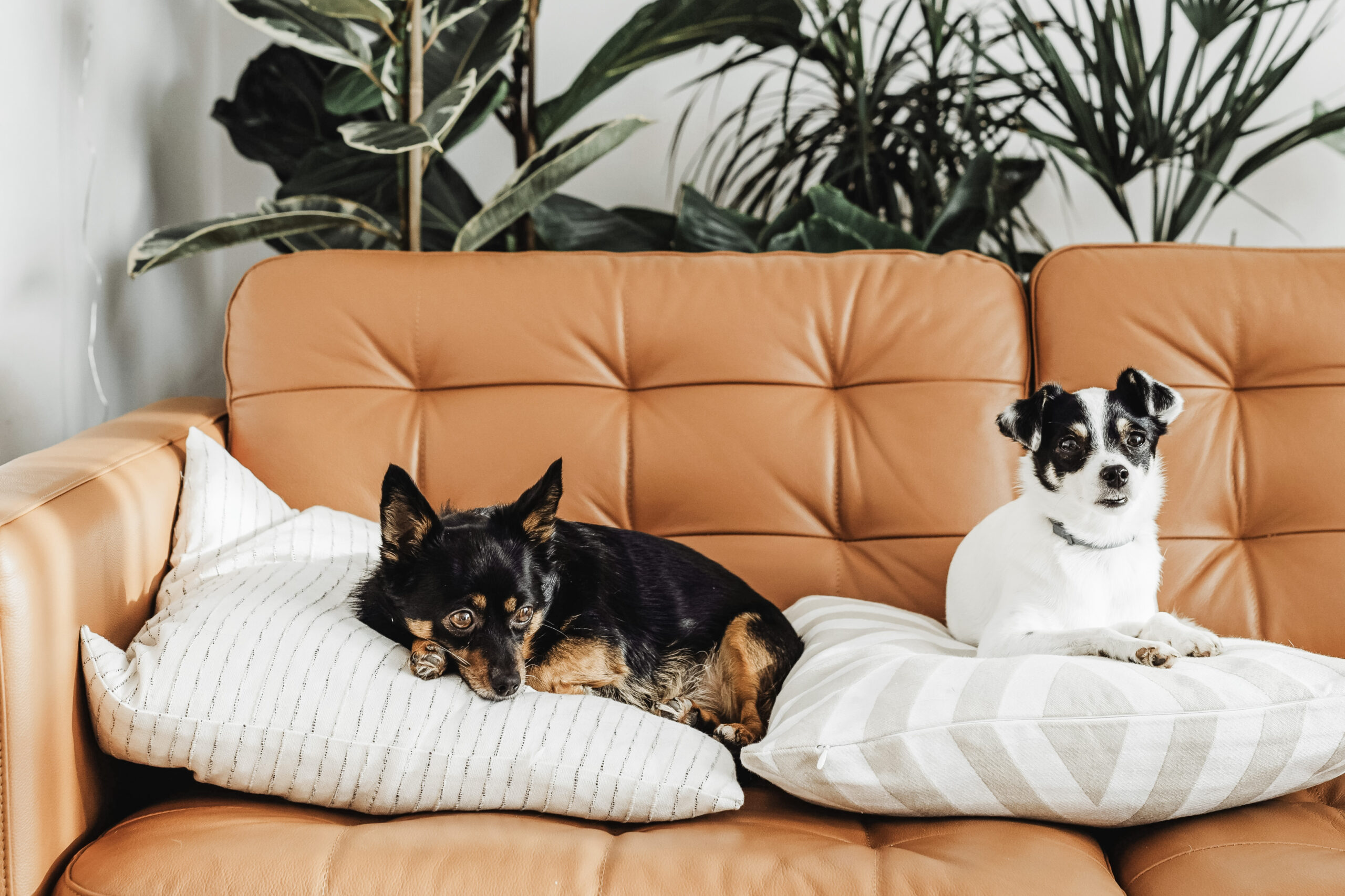 How to Maintain a Fresh Apartment with Multiple Dogs Around - Whispered ...